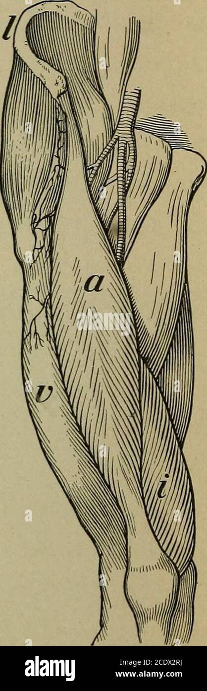 . The human body and health : an elementary text-book of essential ...