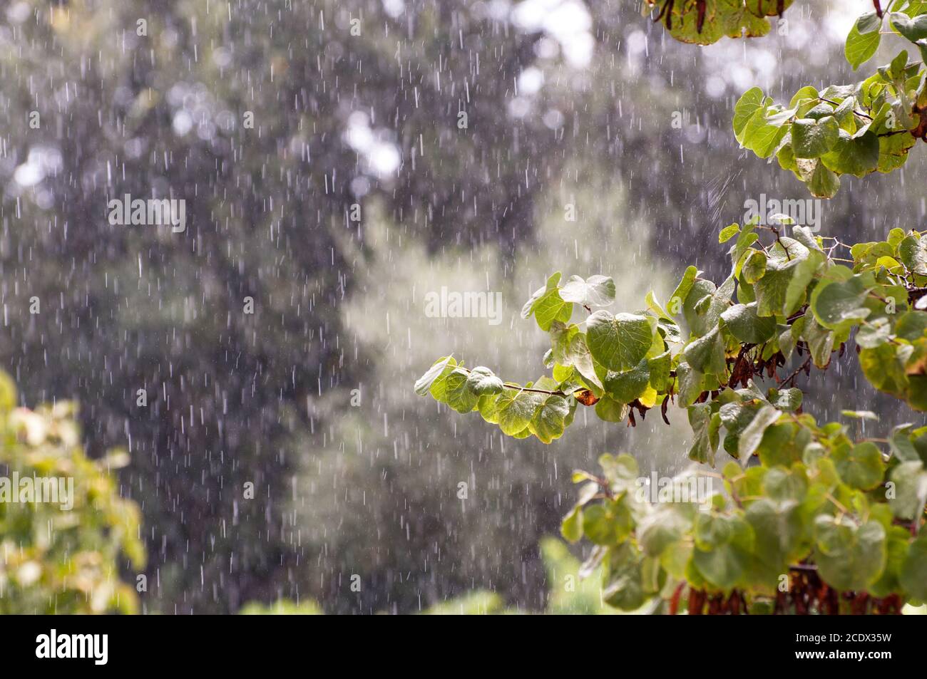 summer rainstorm. water drops on tree leaves Stock Photo - Alamy