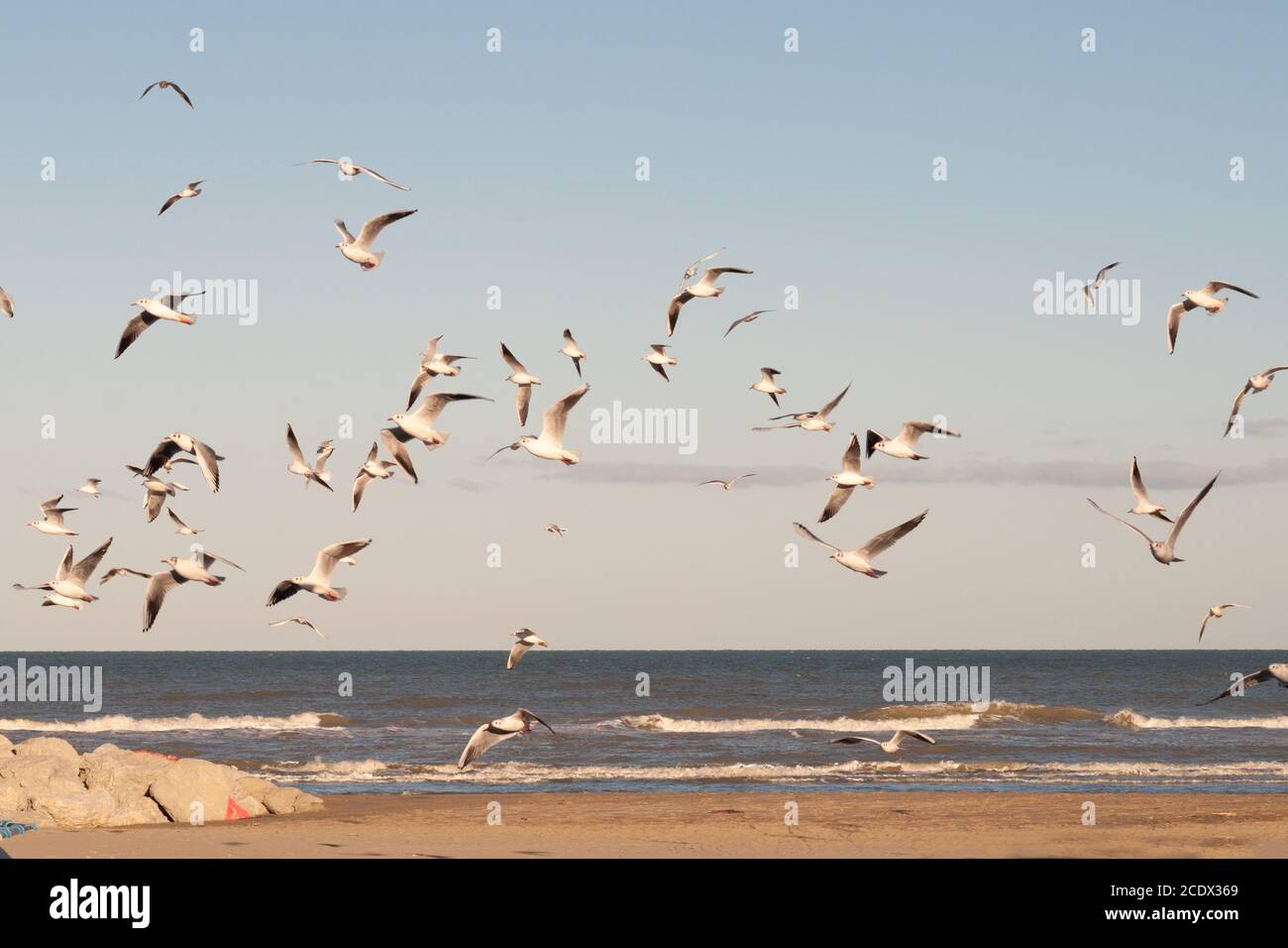 Outdoor birds flying hi-res stock photography and images - Alamy