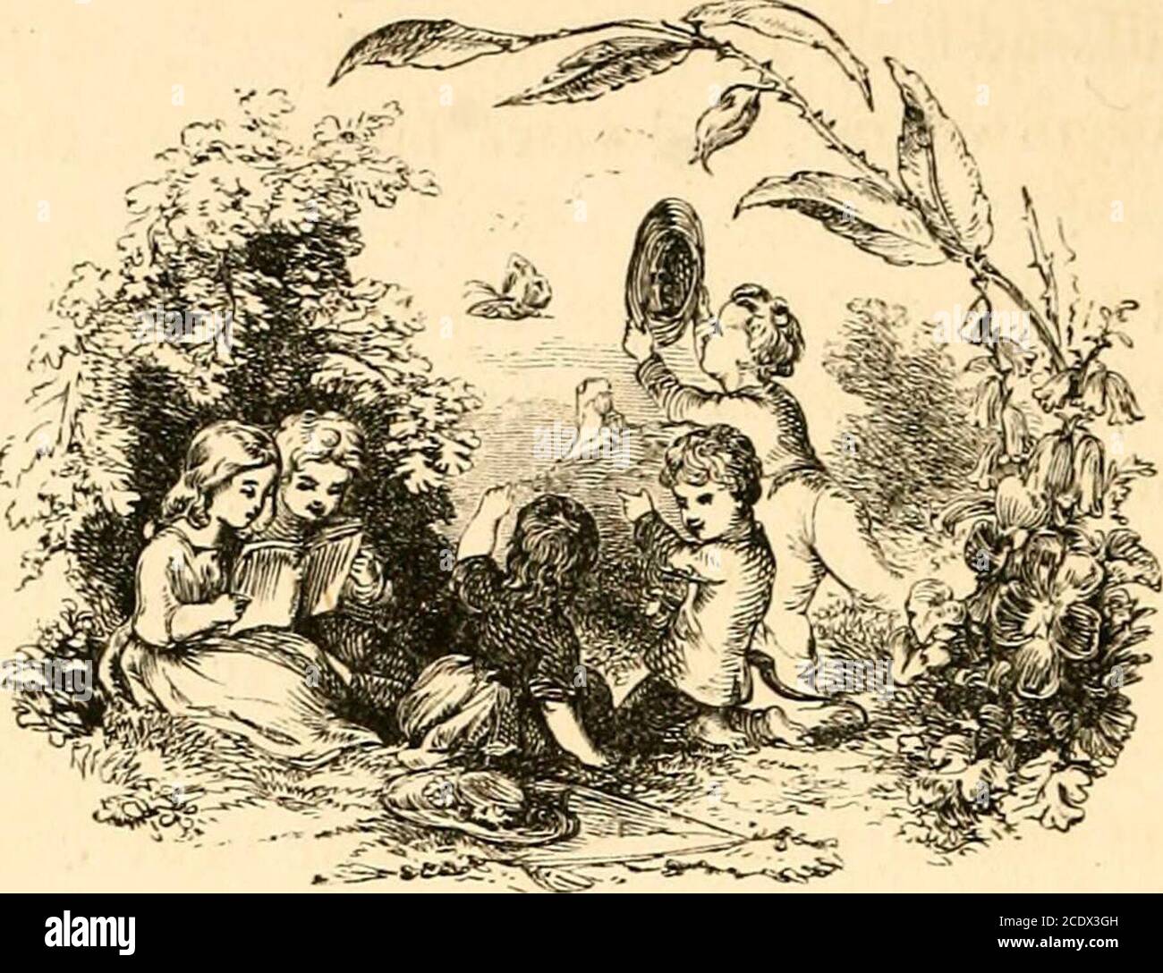 Opossum teeth hi-res stock photography and images - Alamy