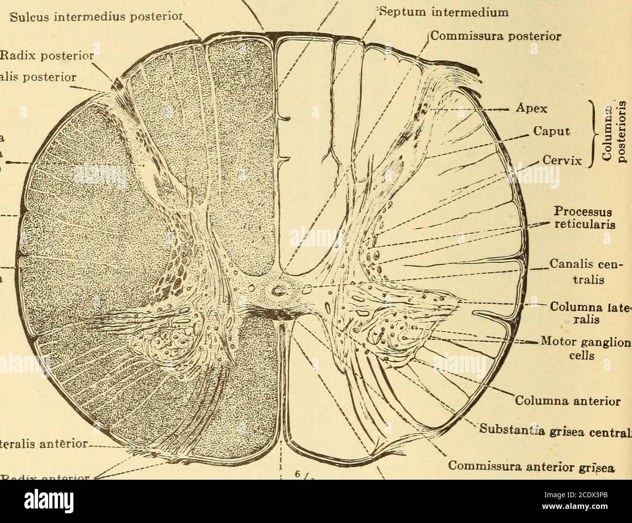 Medulla Spinalis Histology