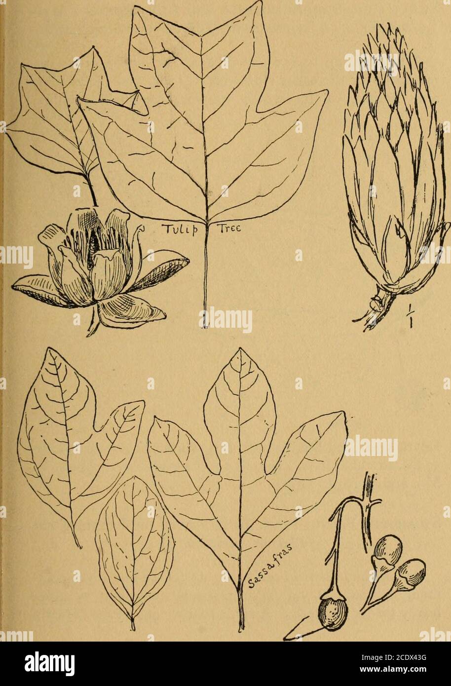 Ague tree hi-res stock photography and images - Alamy