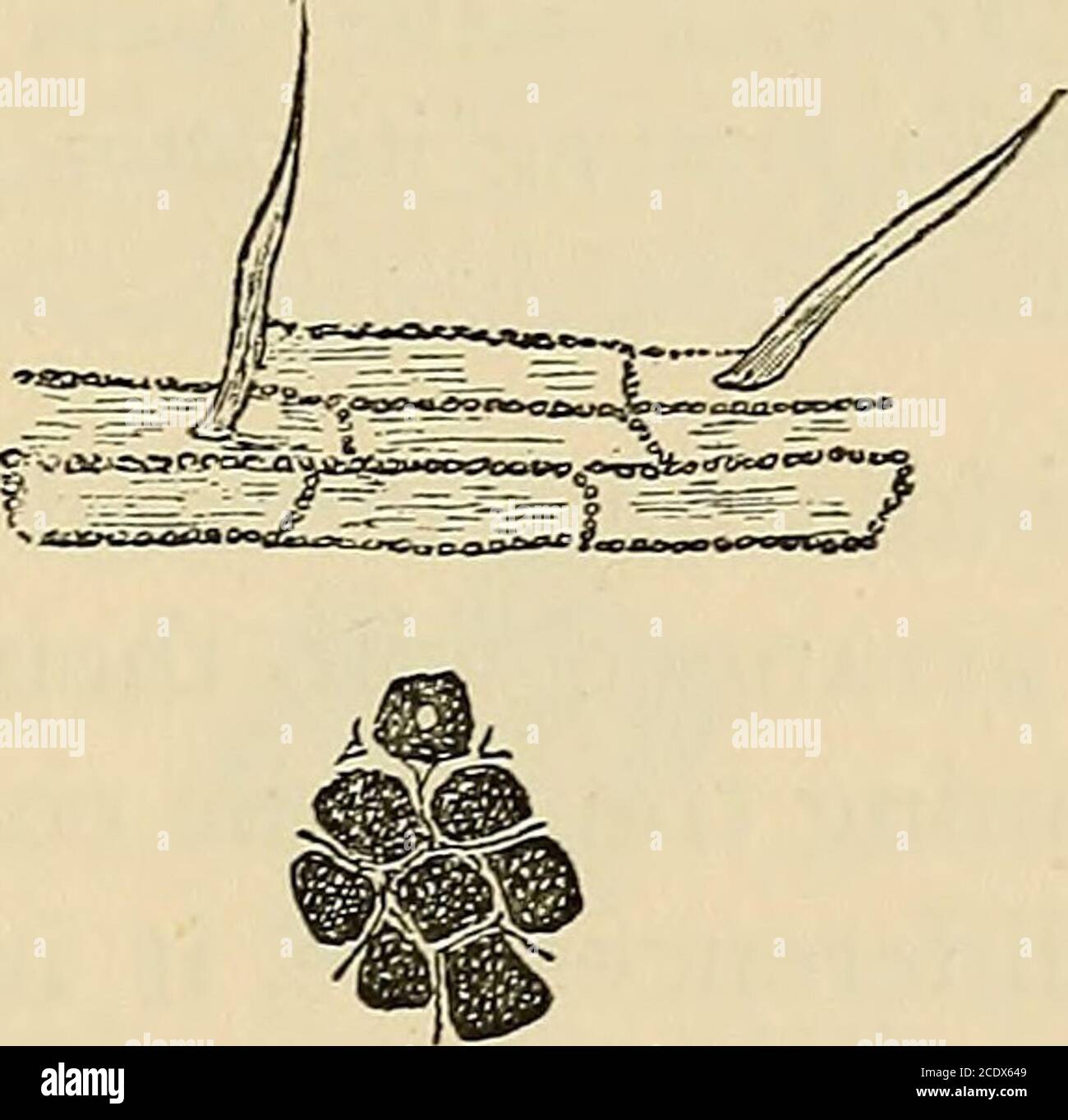 Wheat starch granules hi-res stock photography and images - Alamy