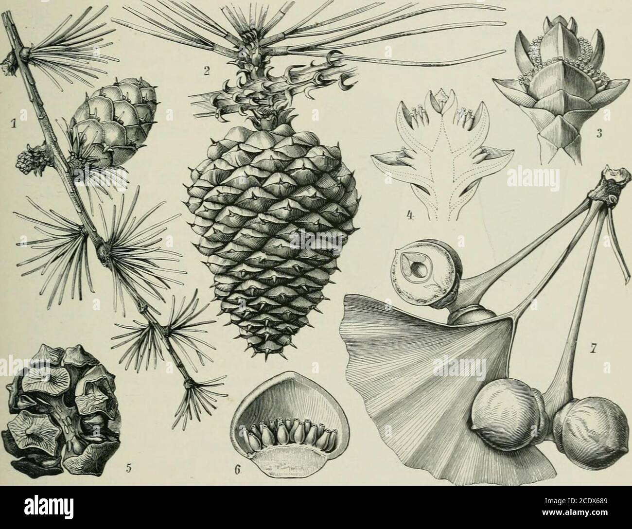 Ovuliferous Scale High Resolution Stock Photography and Images - Alamy