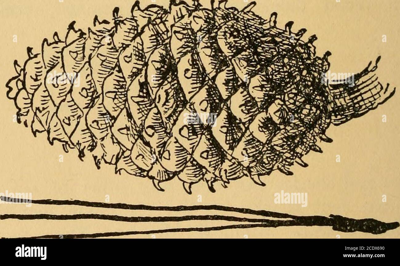 . The book of woodcraft . Red Pine. Long-Leafed Pine Stock Photo - Alamy