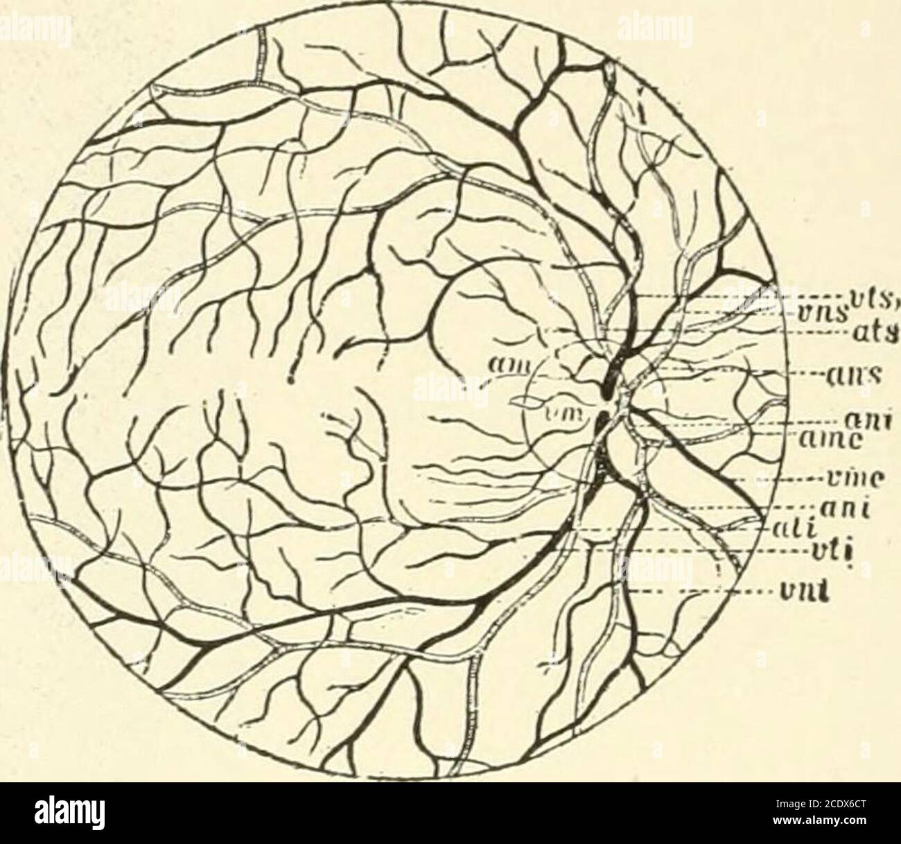 . Kirkes' handbook of physiology . Fig. 450.—Diagrammatic Section of ...