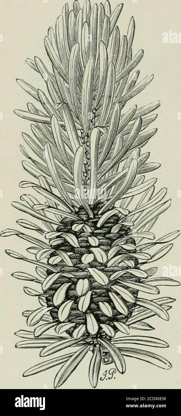 Cladode branches hi-res stock photography and images - Alamy