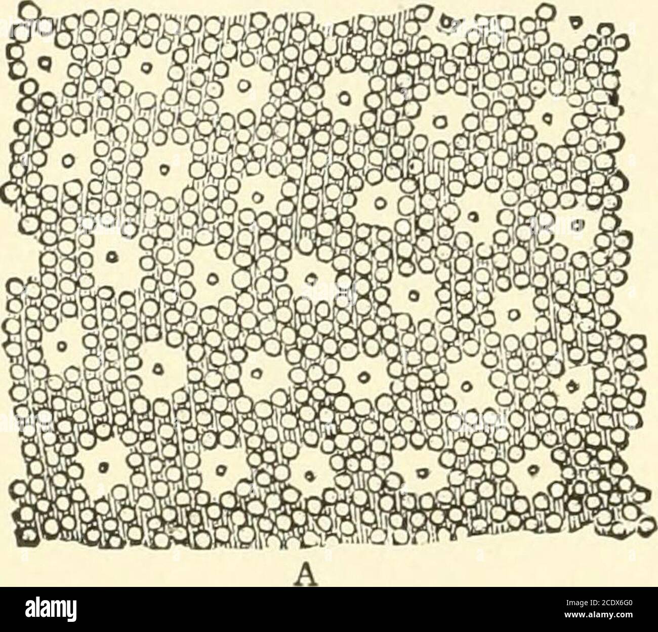 Rod and cone cells hi-res stock photography and images - Alamy