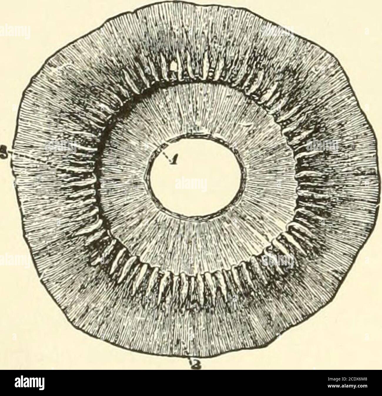 . Kirkes' handbook of physiology . c spaces. 632 THE SENSES The Lens ...