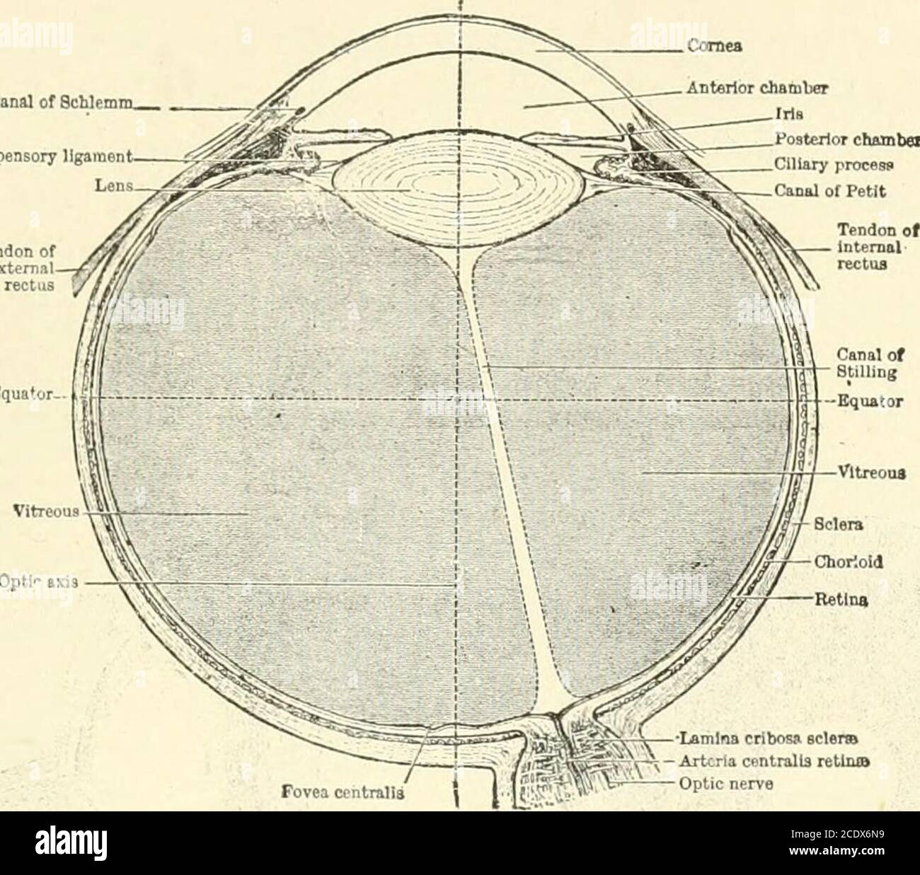 External parts of the eye hi-res stock photography and images - Alamy