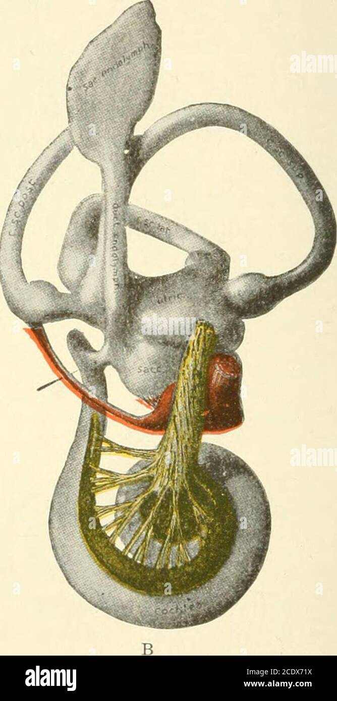 Membranous Labyrinth Ear Physiology