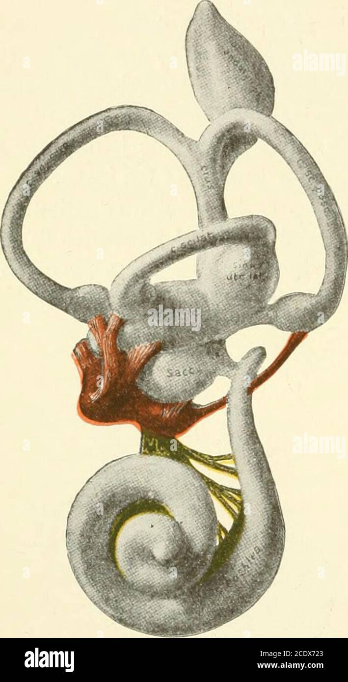 . Kirkes' handbook of physiology . - canals; 8, spiral tubeof the ...