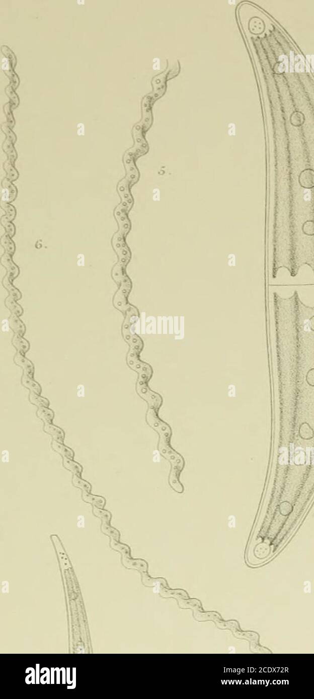 Chroococcus turgidus chroococcus turgidus hi-res stock photography and ...