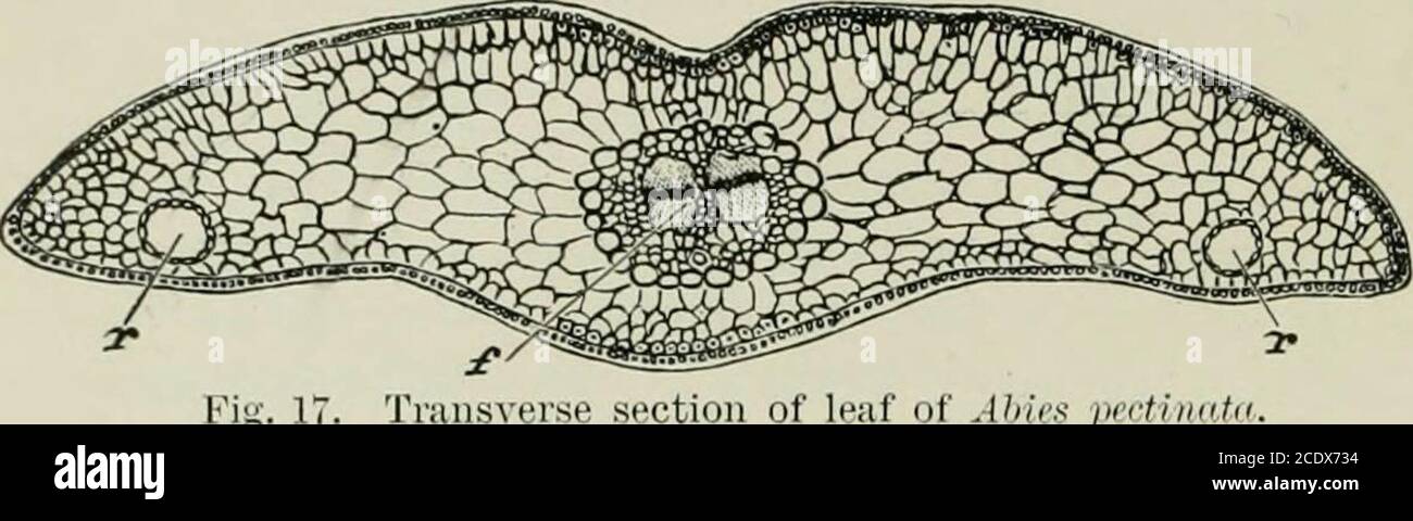 Transverse section of leaf hi-res stock photography and images - Alamy