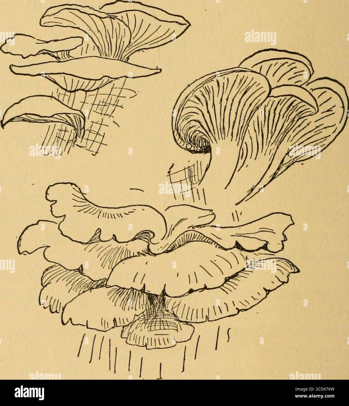 Sinuate gills hi-res stock photography and images - Alamy