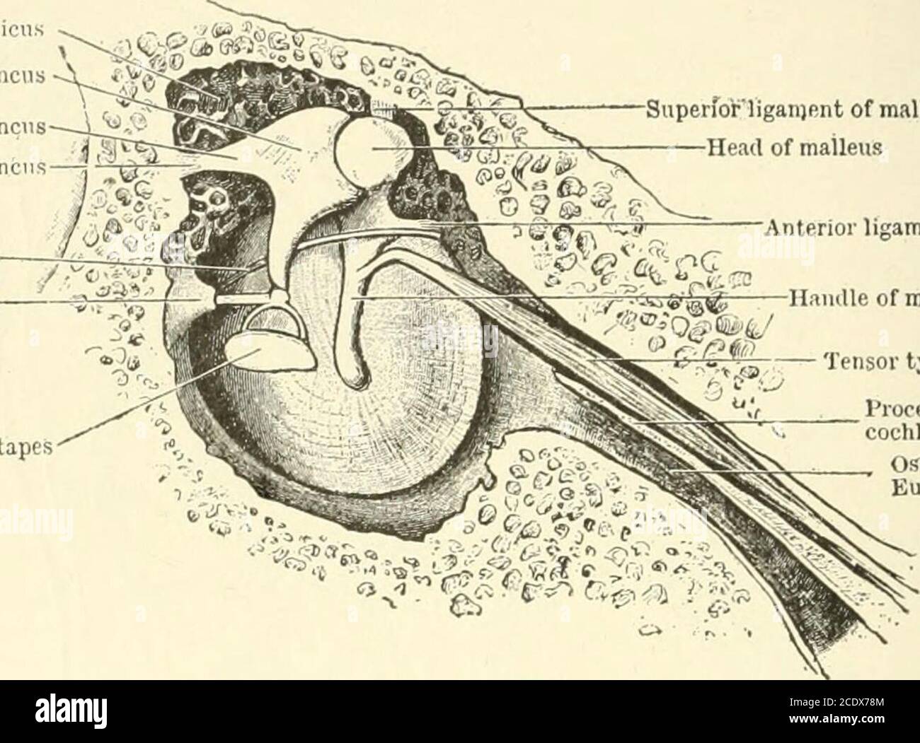 . Kirkes' handbook of physiology . E, stapes, 1, Body of incus ...