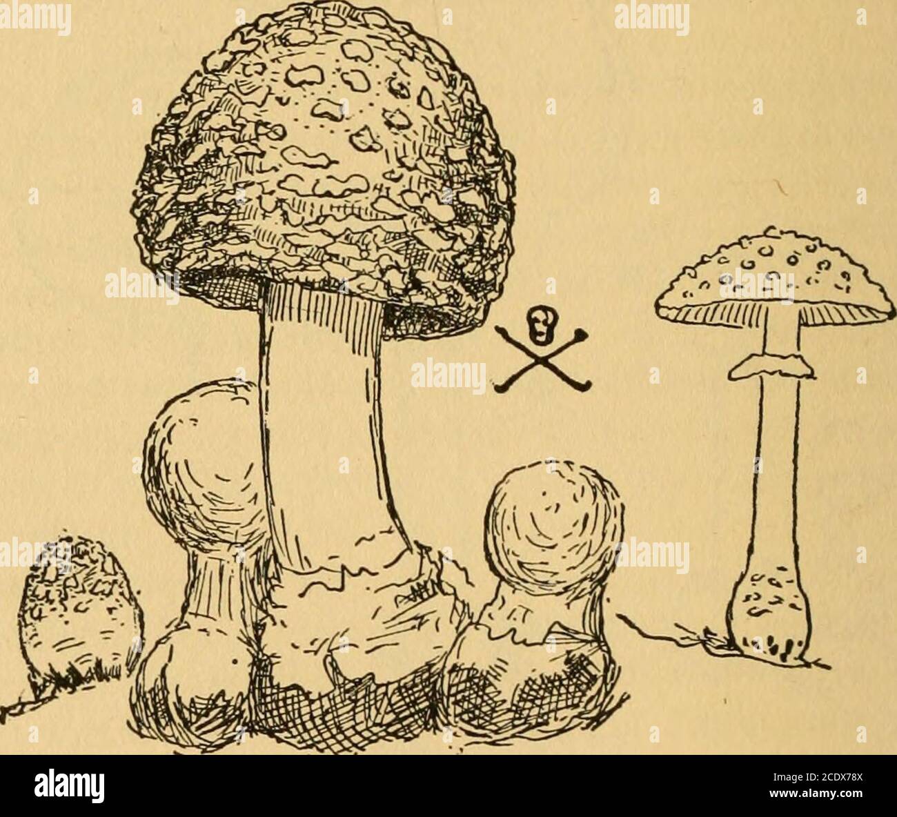 Toad venom poisoning hi-res stock photography and images - Alamy