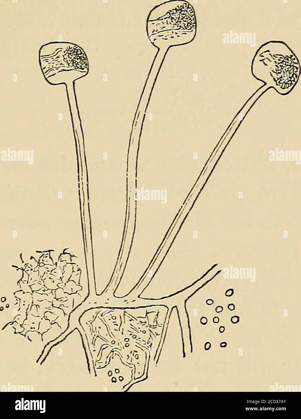 Aspergillus Glaucus High Resolution Stock Photography and Images - Alamy