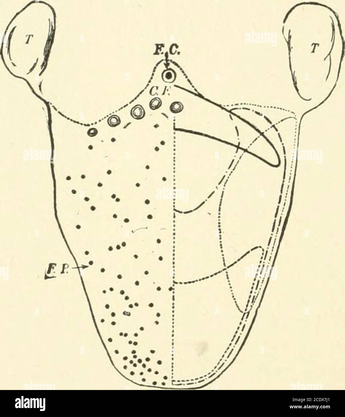 . Kirkes' handbook of physiology . specially developed on the basal ...