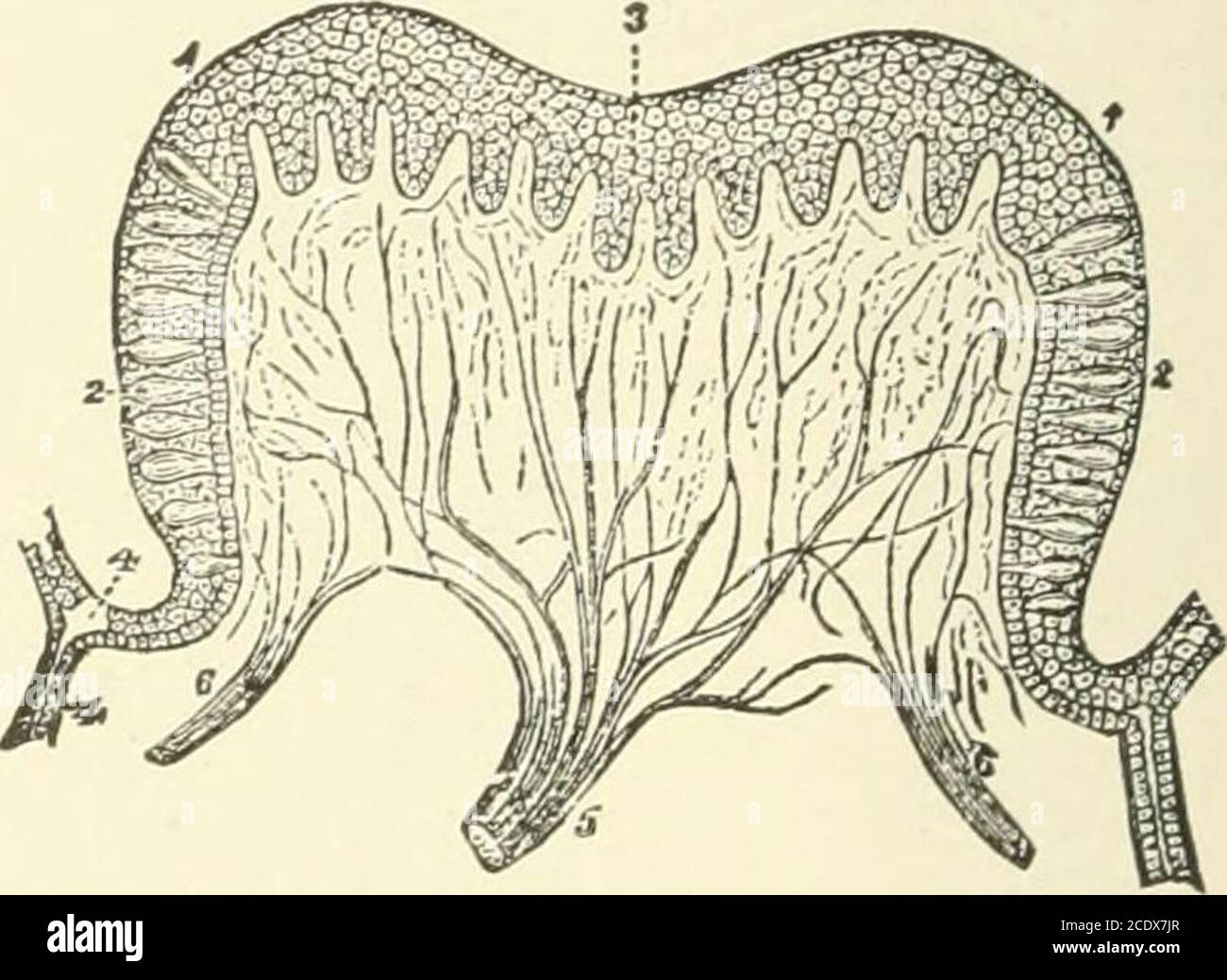 . Kirkes' handbook of physiology . Fig. 423. Fig. 424. Fig. 423.—Taste ...