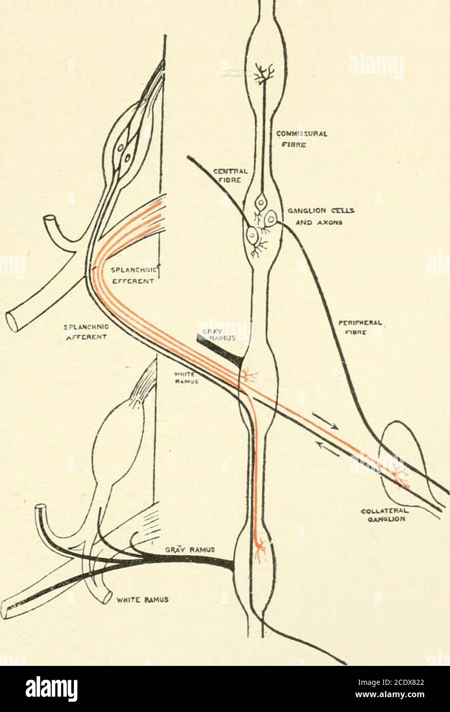 Cerebro Spinal System High Resolution Stock Photography and Images - Alamy