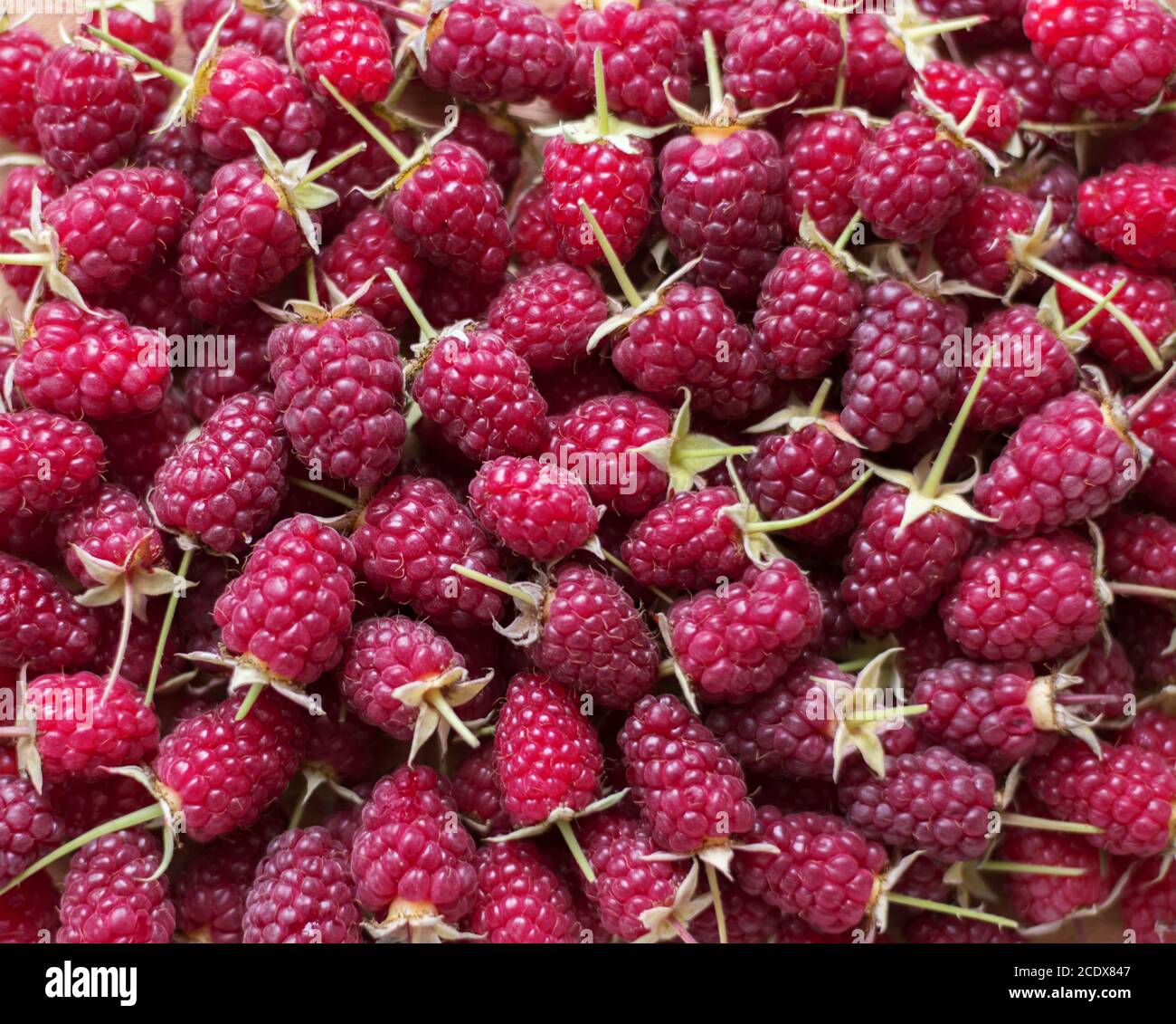 Lots of fresh raspberries with tails solid background Stock Photo - Alamy