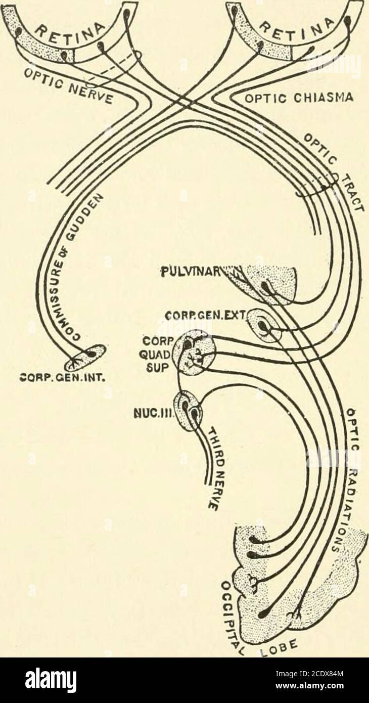 Nervous system of a monkey hi-res stock photography and images - Alamy
