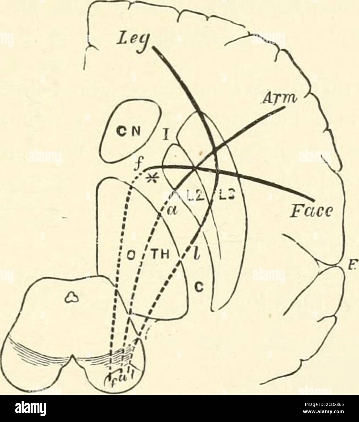 . Kirkes' handbook of physiology . ceed to thespinal cord, and are ...