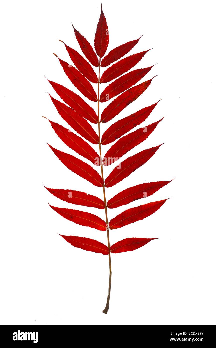 Autumn branch of a decorative sumac tree with red leaves. Isolated on a ...