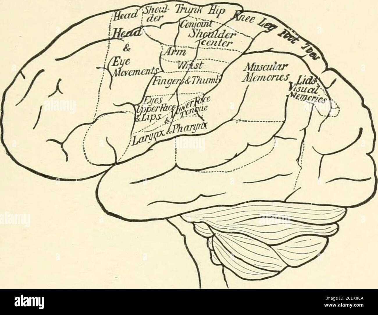 Chimpanzee Brain Diagram