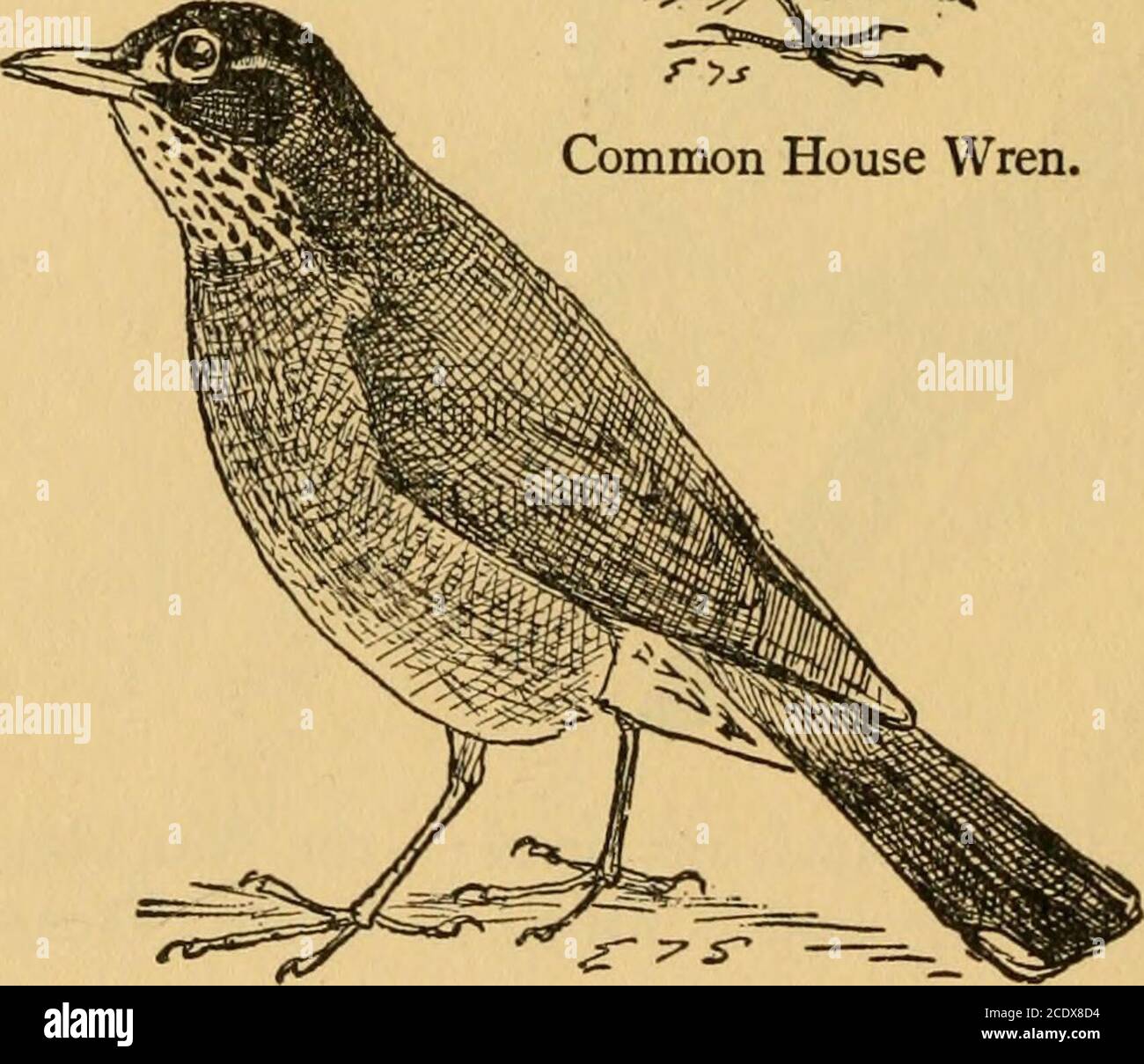 . The book of woodcraft . Common House Wren Stock Photo - Alamy