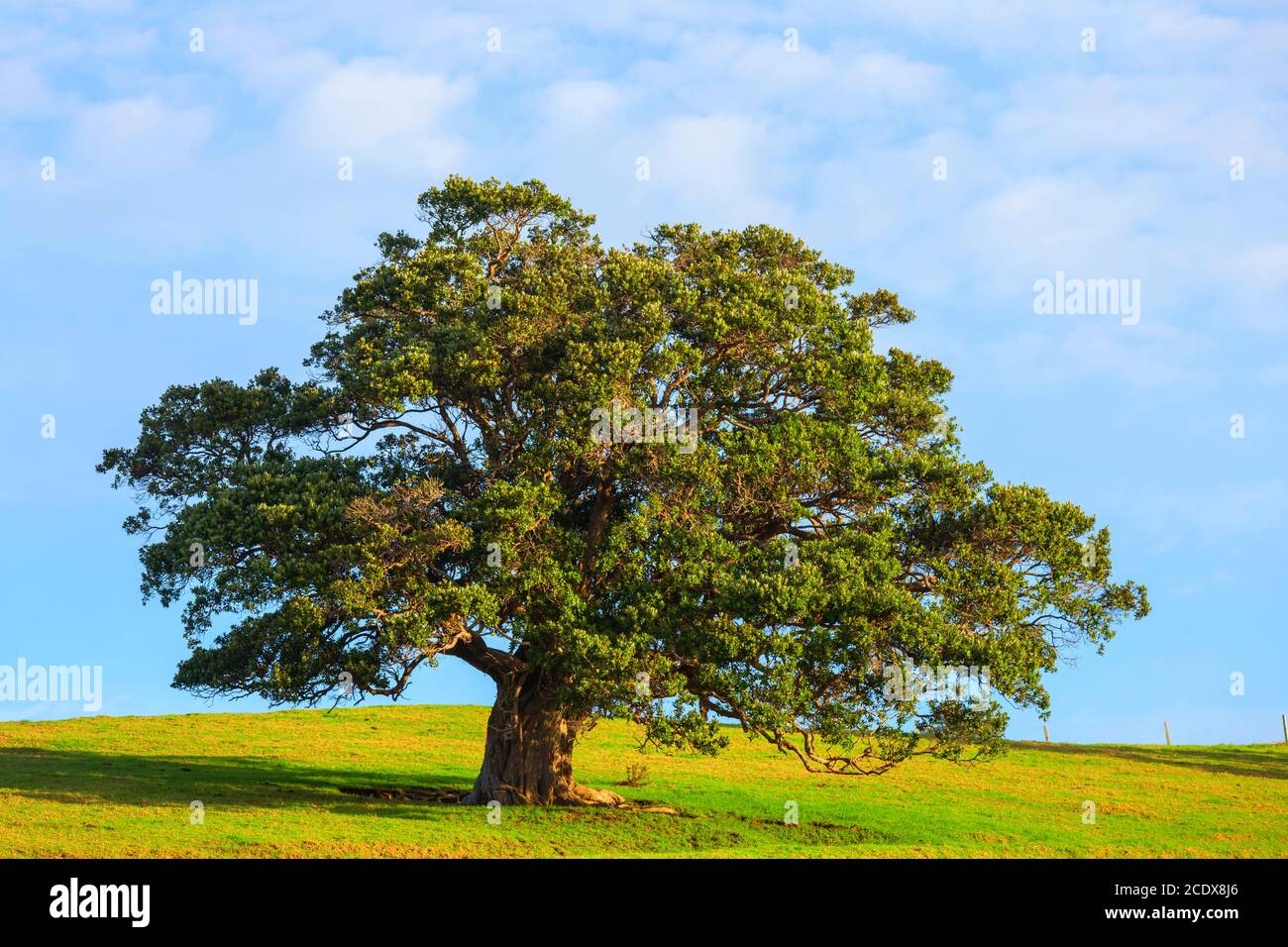 Alone tree in green field Stock Photo - Alamy