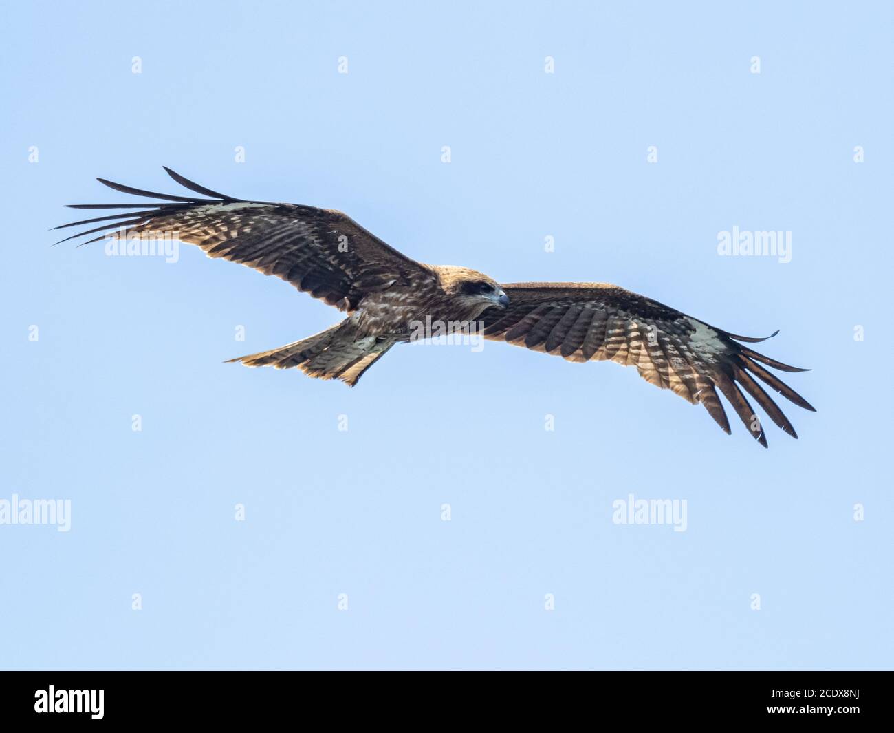 A Japanese black-eared kite, Milvus migrans lineatus, flies through ...