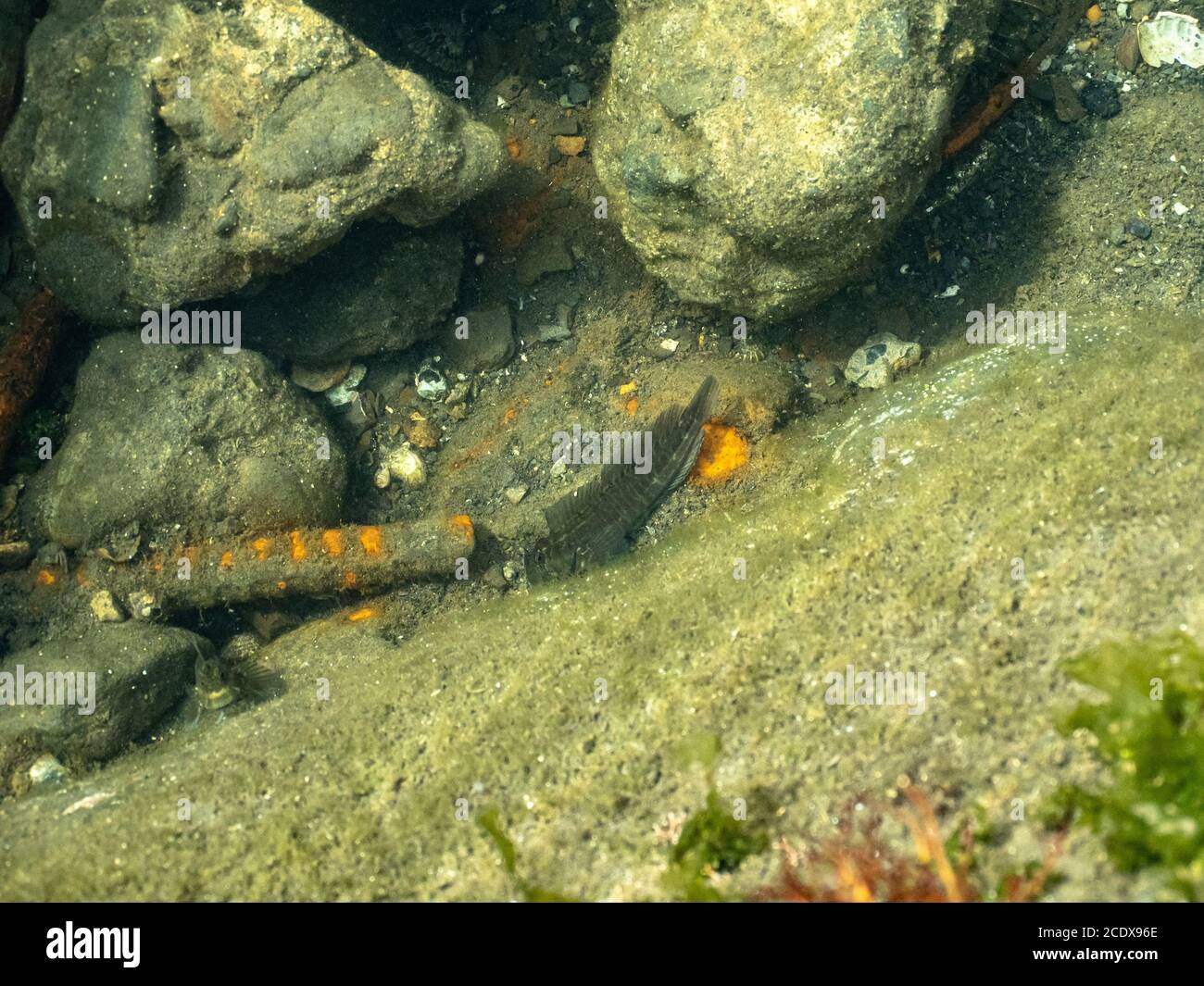 A spieces of Istiblennius genus rockskipper fish feeds off of the rocks ...