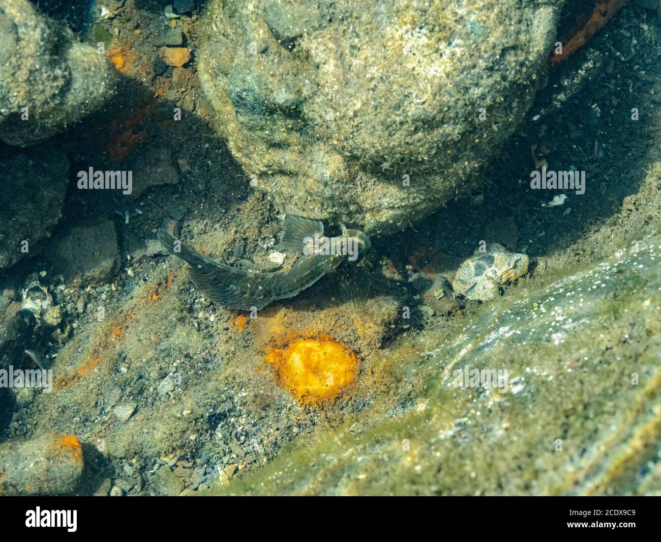 A spieces of Istiblennius genus rockskipper fish feeds off of the rocks ...