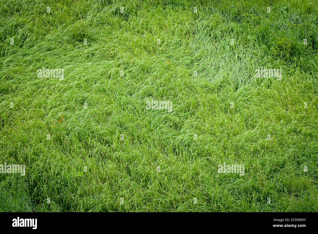 Green grass top hi-res stock photography and images - Alamy