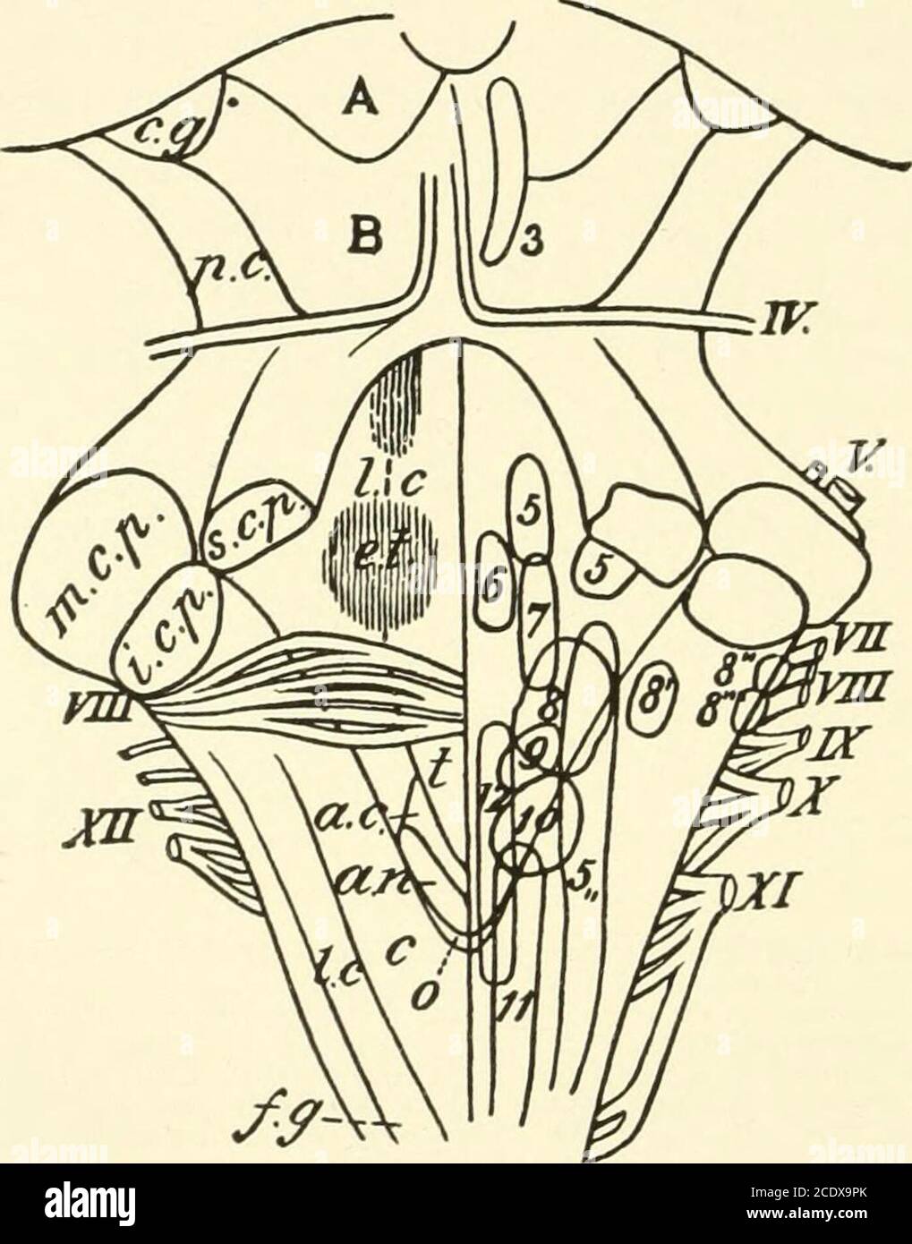 . Kirkes' handbook of physiology . the iris and ciliary muscle. The ...