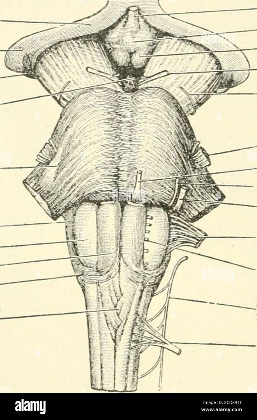 Spinal cord lesions hi-res stock photography and images - Alamy
