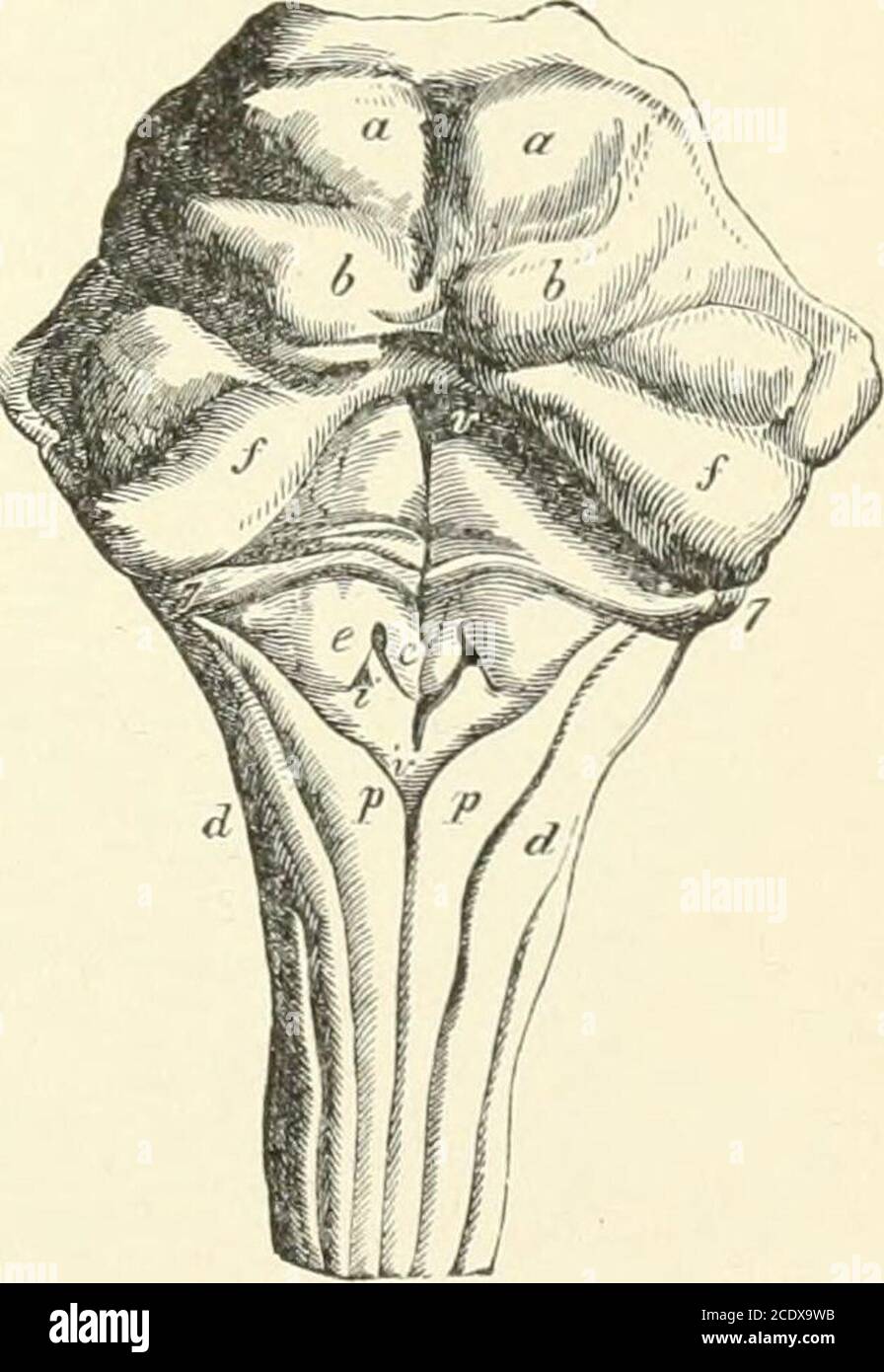 Decussation of pyramids hi-res stock photography and images - Alamy