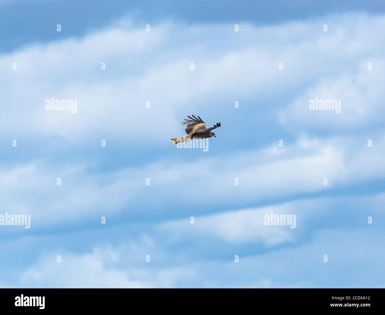 A Japanese black-eared kite, Milvus migrans lineatus, flies through ...