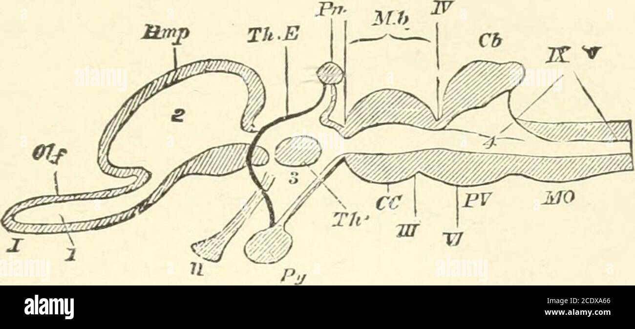 . Kirkes' handbook of physiology . rep-resents the corpora quadrigemina ...