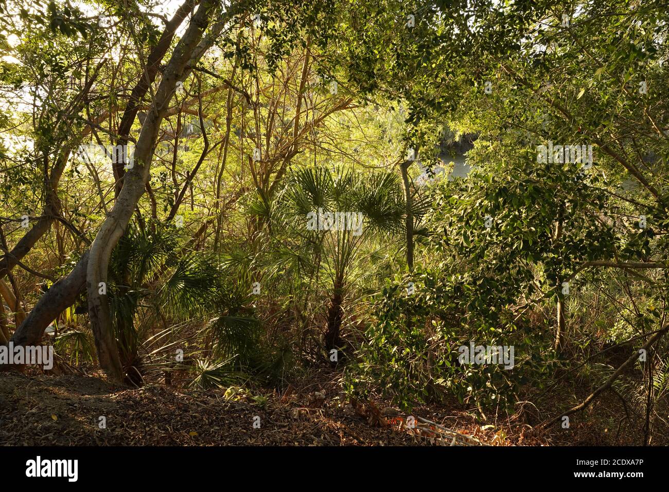 tropical palm in wild bushland setting at Rockhampton, Australia Stock ...