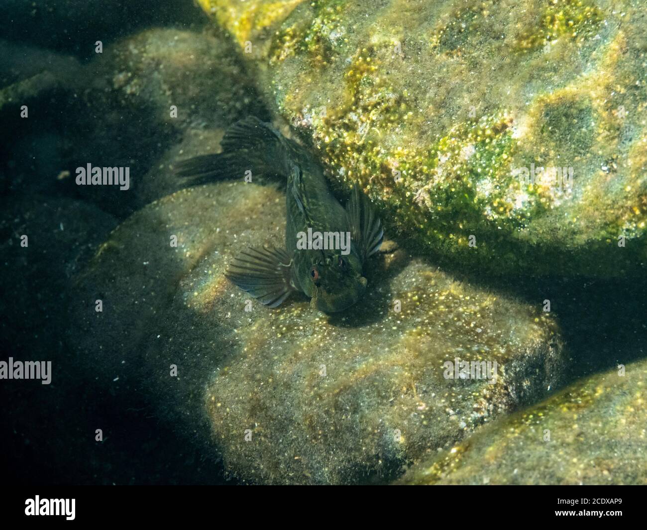A spieces of Istiblennius genus rockskipper fish feeds off of the rocks ...