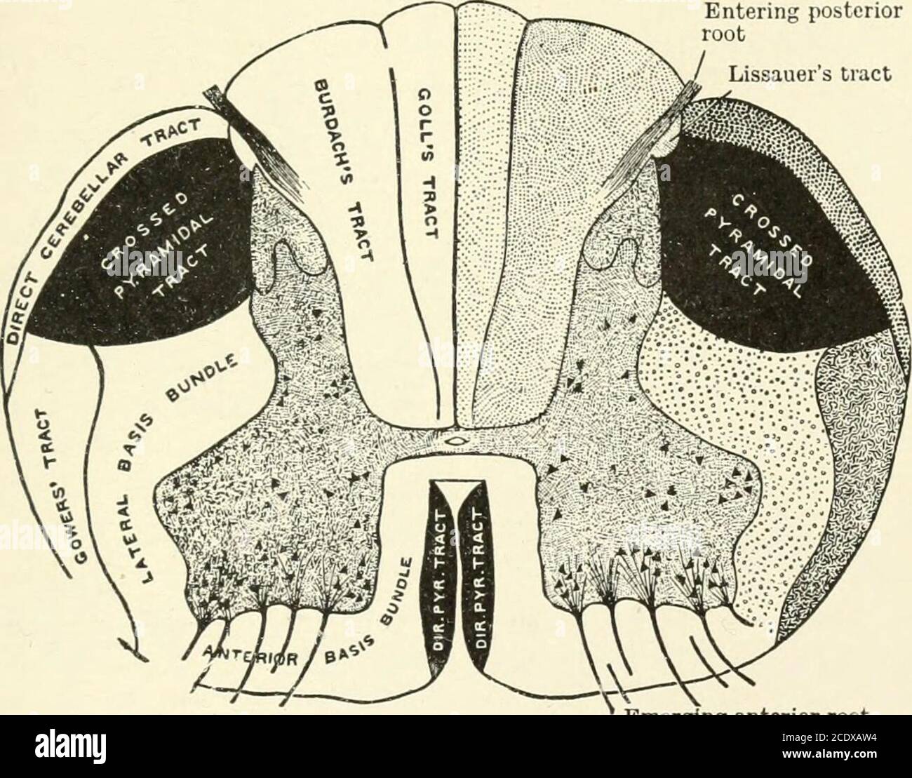 Vertebral Canal Vs Vertebral Foramen