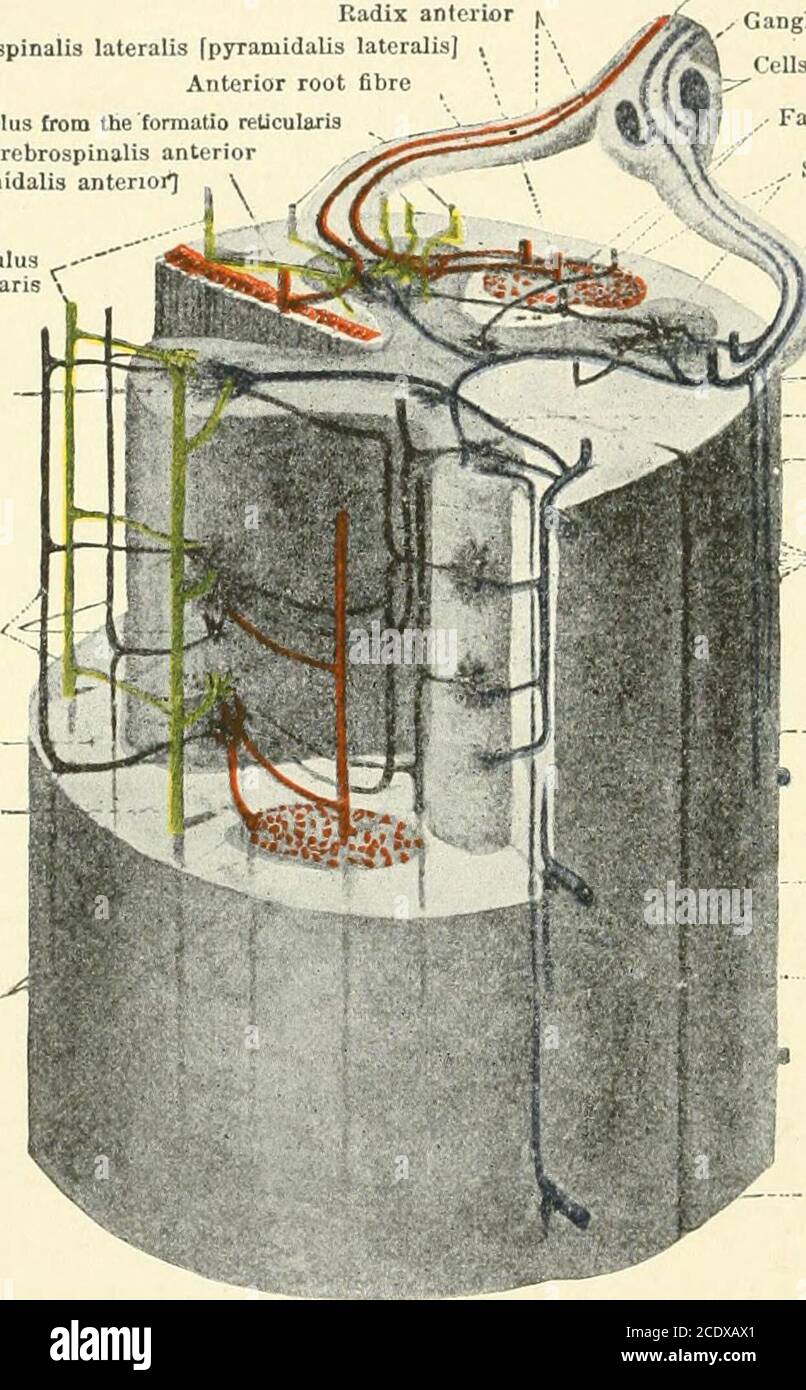 . Kirkes' handbook of physiology . Bundle to anterior funiculusfrom the ...