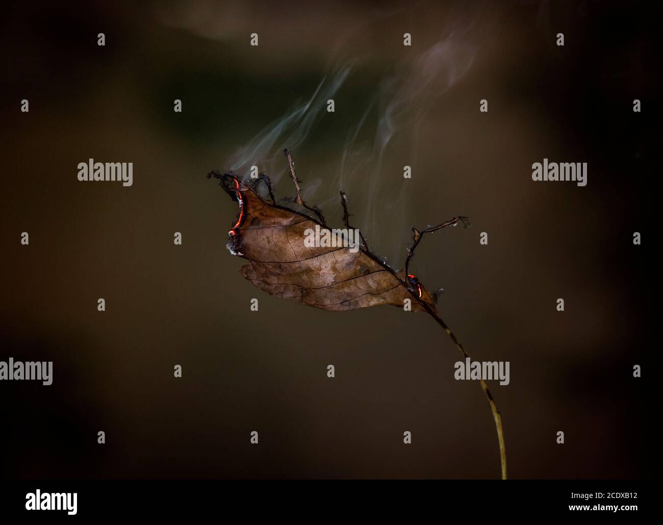 Burning leaf hi-res stock photography and images - Alamy
