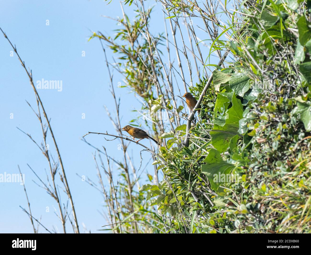 A pair of Chinese hwamei or melodious laughingthrush, Garrulax canorus ...