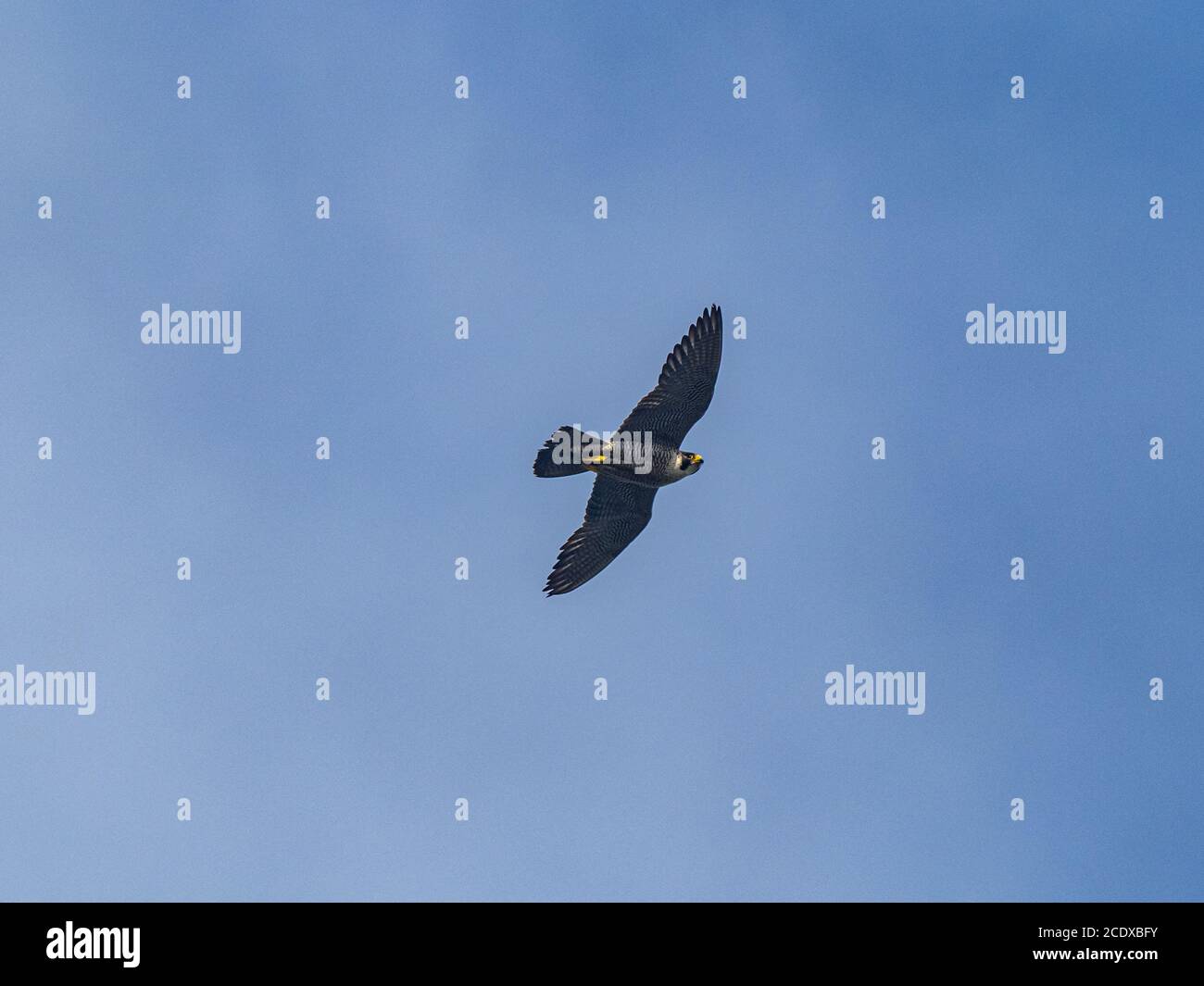 A Japanese peregrine falcon, Falco peregrinus japonensis, soars in the ...