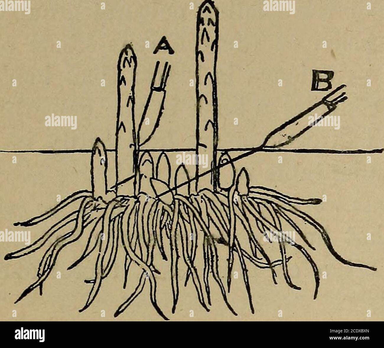 Setting down roots hi-res stock photography and images - Alamy