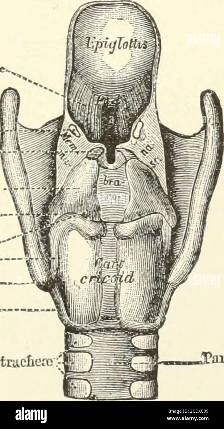 Cricoid Cartilage Posterior Aspect Of